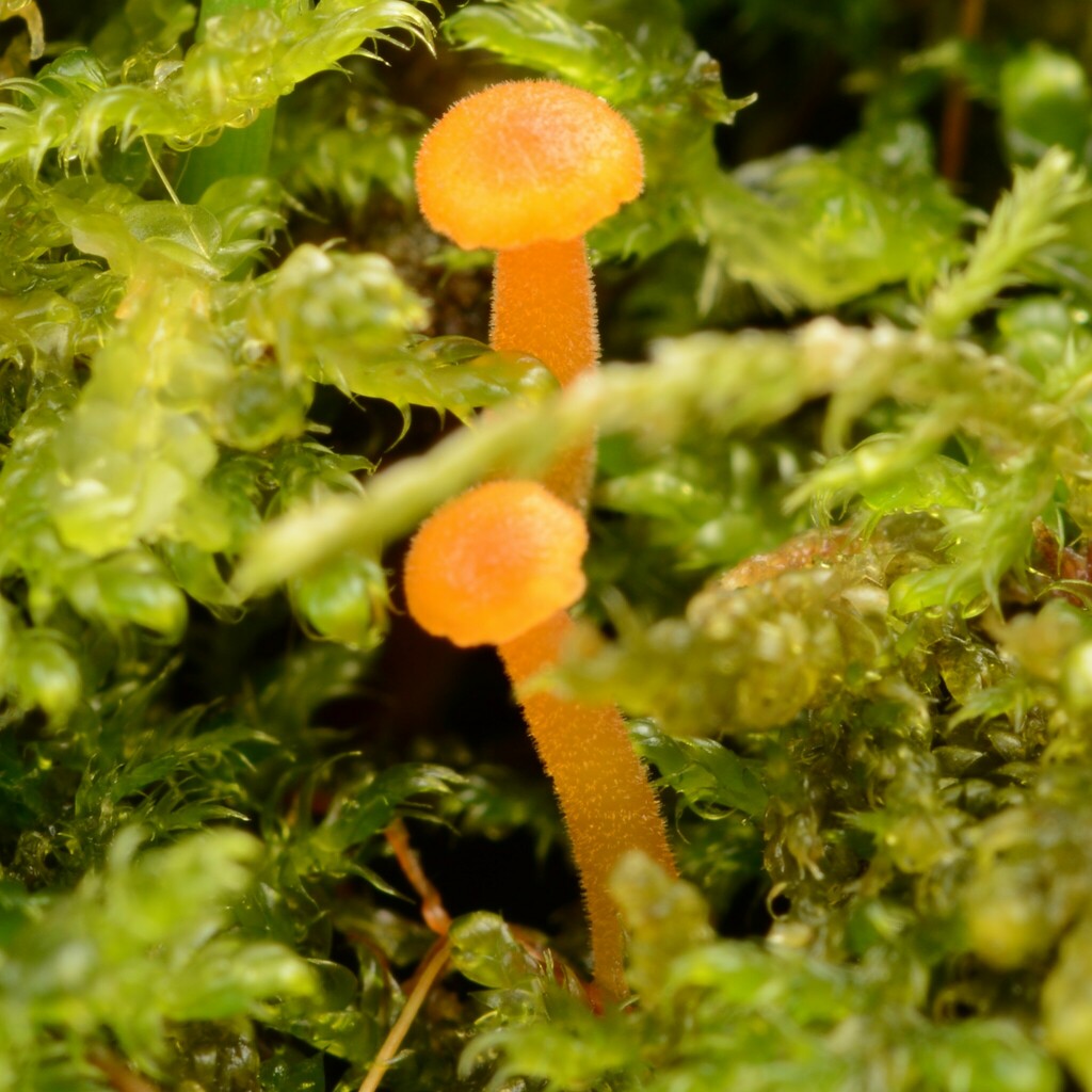 Orange Moss Navel from Belair SA 5052, Australia on June 28, 2024 at 02:10 PM by peterbos ...