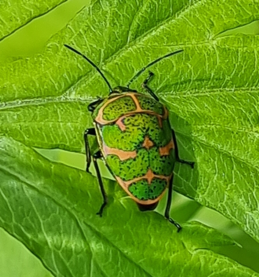 Clown Stink Bug from Maki, Takayama, Kamitakai District, Nagano 382 ...