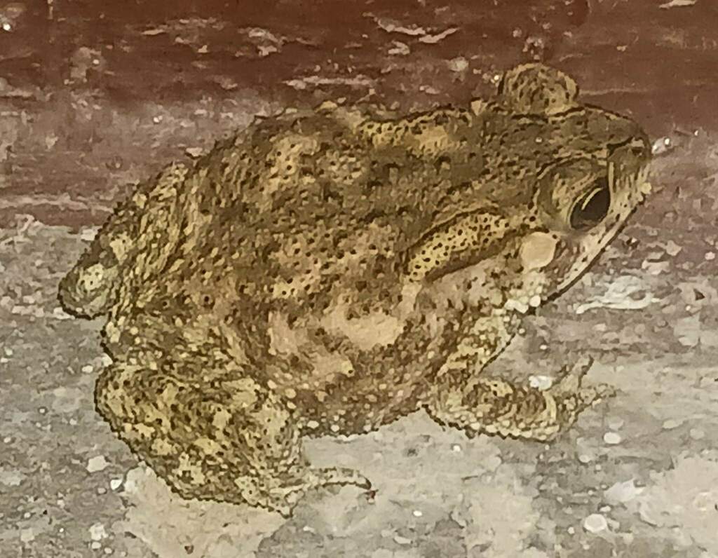 Asian Toads from Kausani, District Almora, Uttarakhand 263639, India on ...