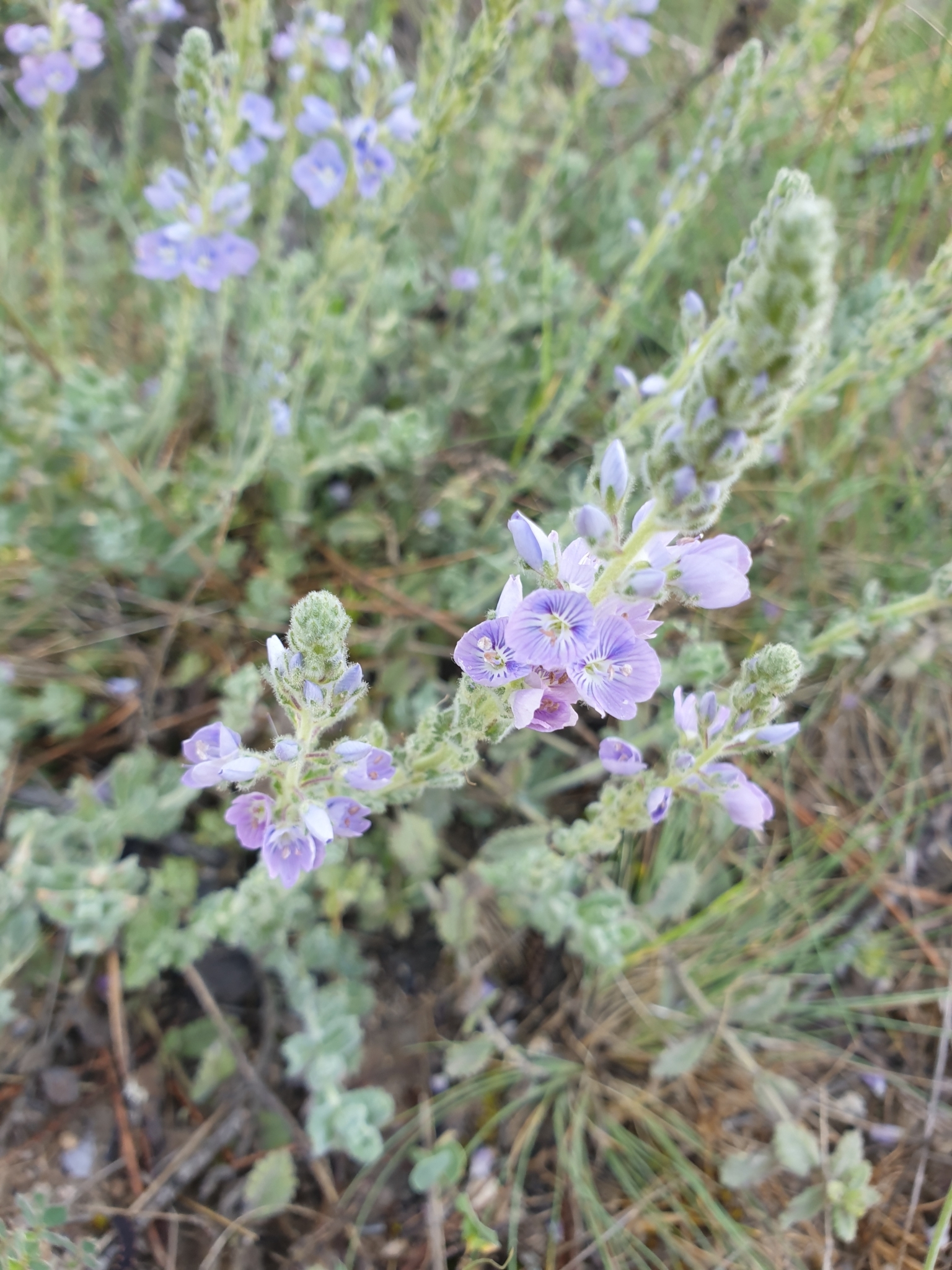 Veronica pectinata L.