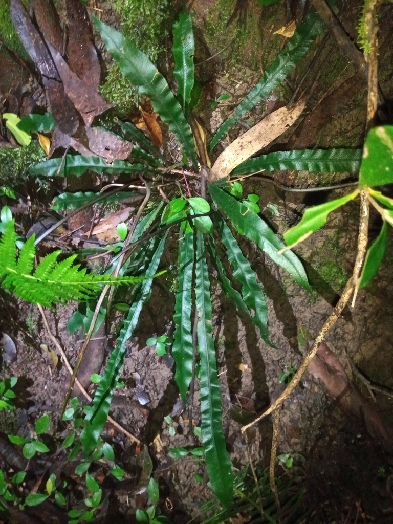 Strap Water-fern from E. Gippsland - Orbost, AU-VI, AU on June 26, 2024 ...