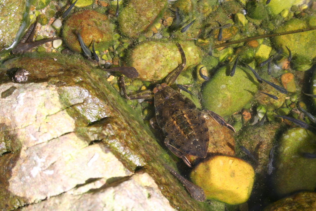 Indo-East Mediterranean Giant Water Bug from Al-Batina du Sud, Oman on ...
