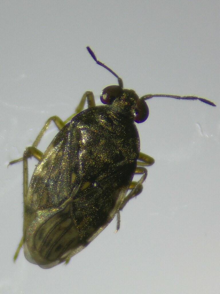 Saldula from Bremen-East, 28 Bremen-Oberneuland, Germany on June 19 ...