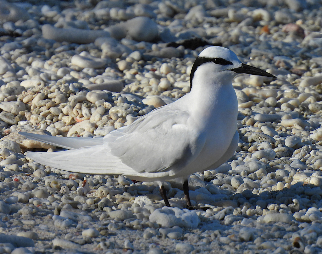 Australasian Black-naped Tern from Gladstone, QLD, Australia on ...
