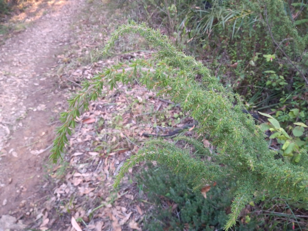 rusty bush-pea from Croajingolong, E. Gippsland - Orbost, AU-VI, AU on ...