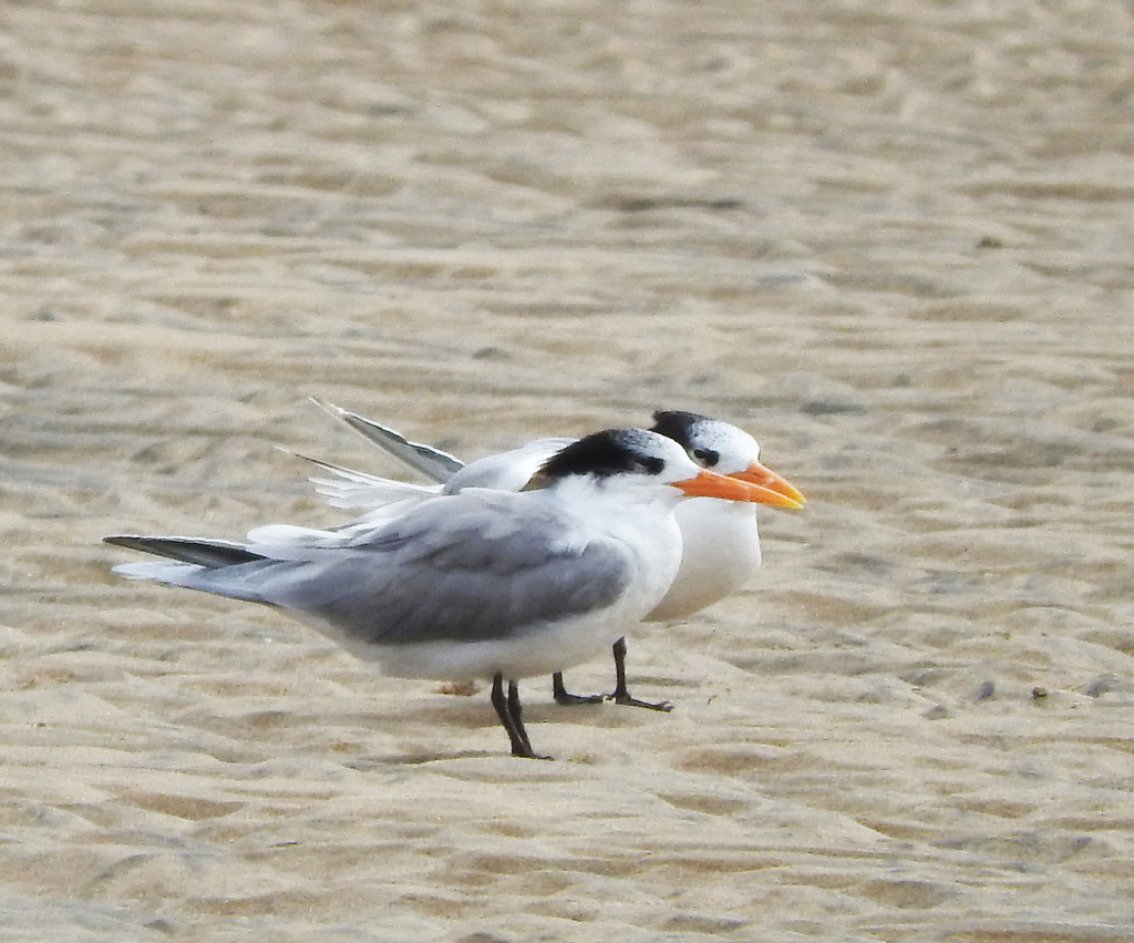 Lesser Crested Tern from Bushland Beach QLD 4818, Australia on August ...