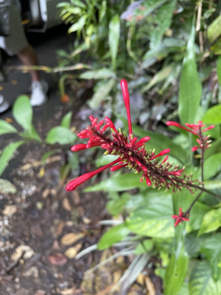 Firespike from Bloomfield, QLD, AU on June 28, 2024 at 12:47 PM by Eli ...