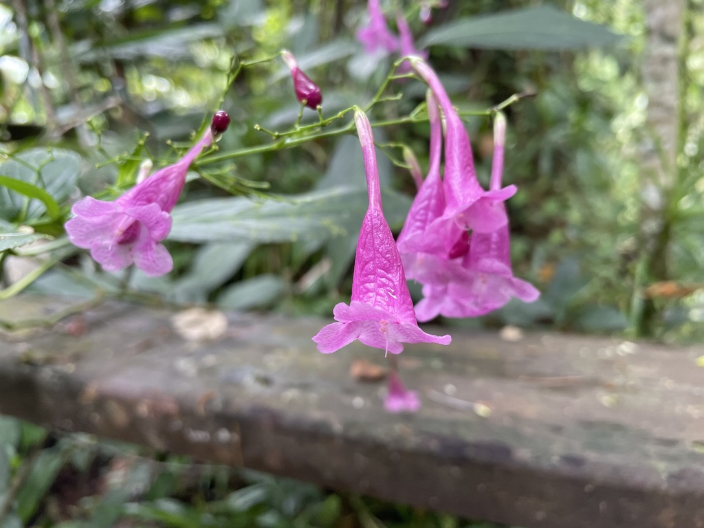 Chinese Rain Bell from Turpentine Rd, Diwan, QLD, AU on June 28, 2024 ...