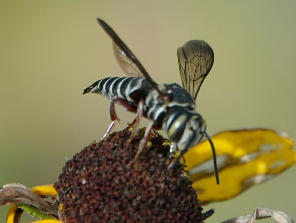 Coelioxys slossoni from Hernando County, FL, USA on June 22, 2024 at 10 ...