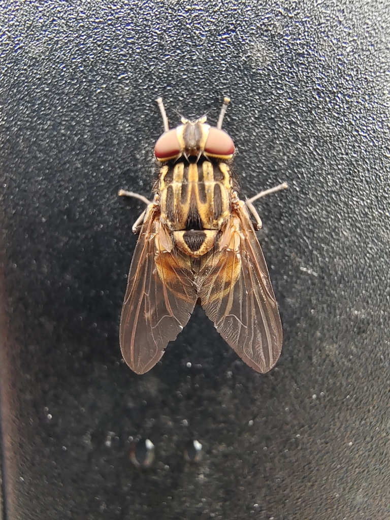 Graphomya from Yichun, CN-JX, CN on June 20, 2024 at 05:03 PM by ...