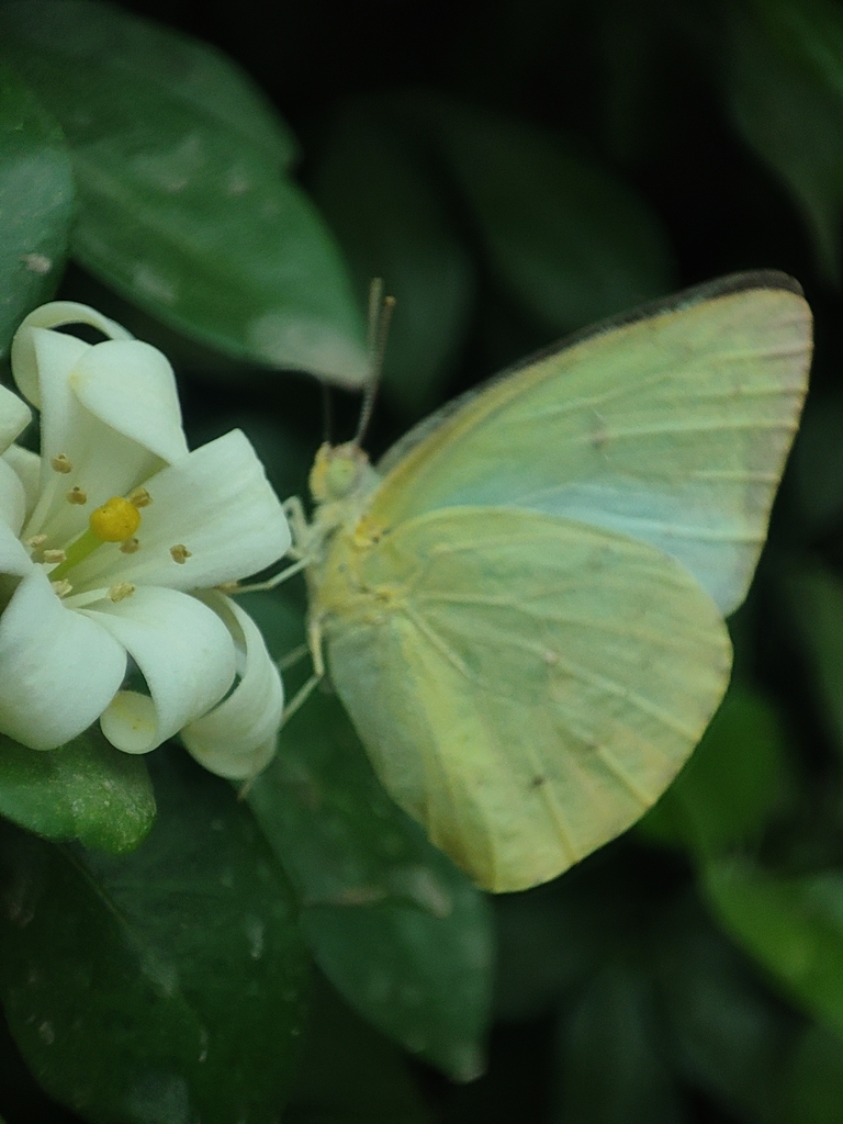 Lemon Migrant from X5QP+R8V, Motichur, Haridwar, Motichur Range ...