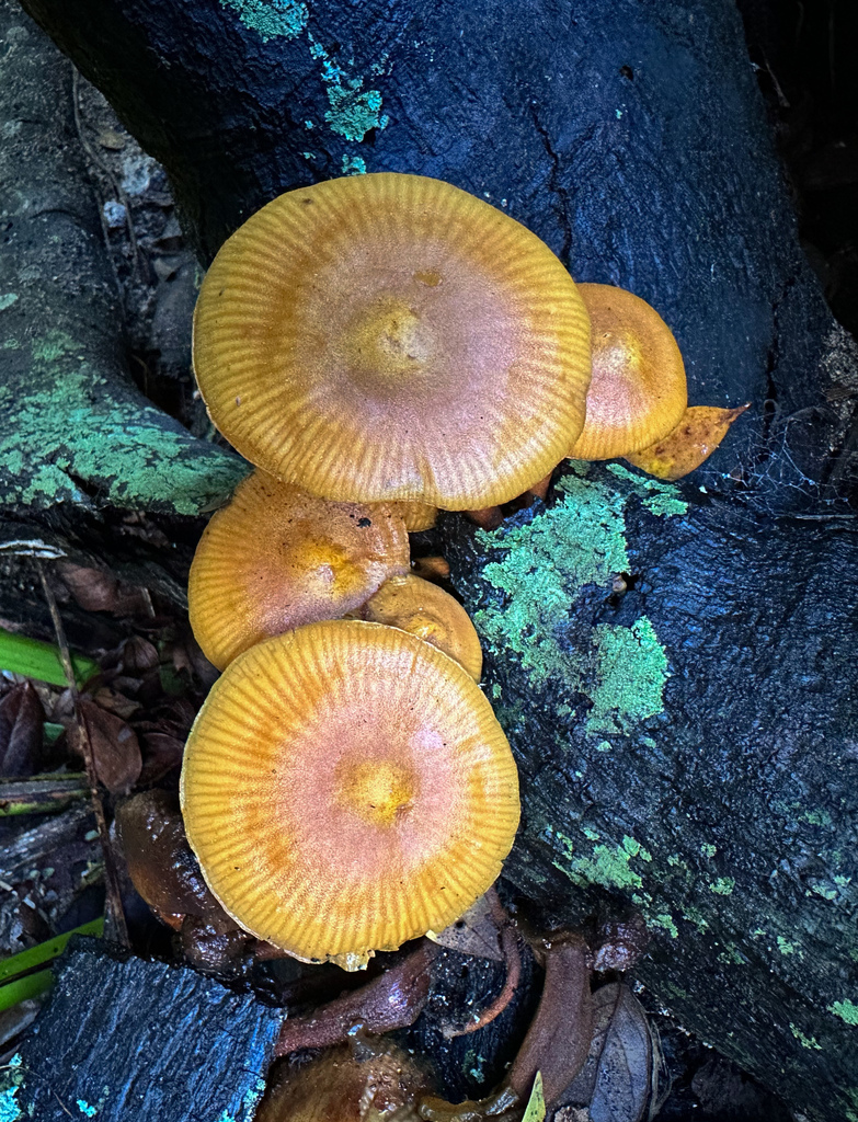 Heimiomyces velutipes from Lord Howe Island NSW 2898, Australia on June ...
