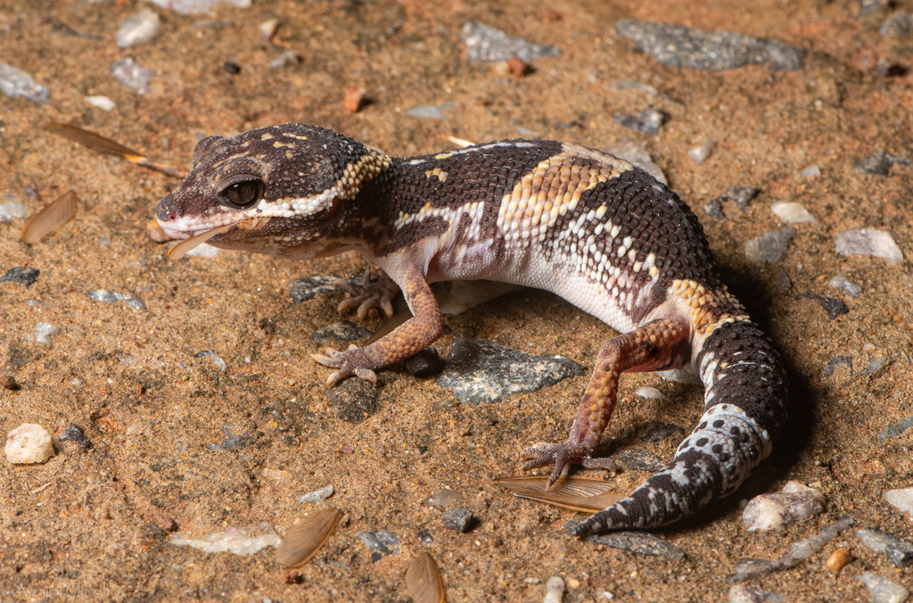 Painted Leopard Gecko in June 2024 by avrajjal · iNaturalist