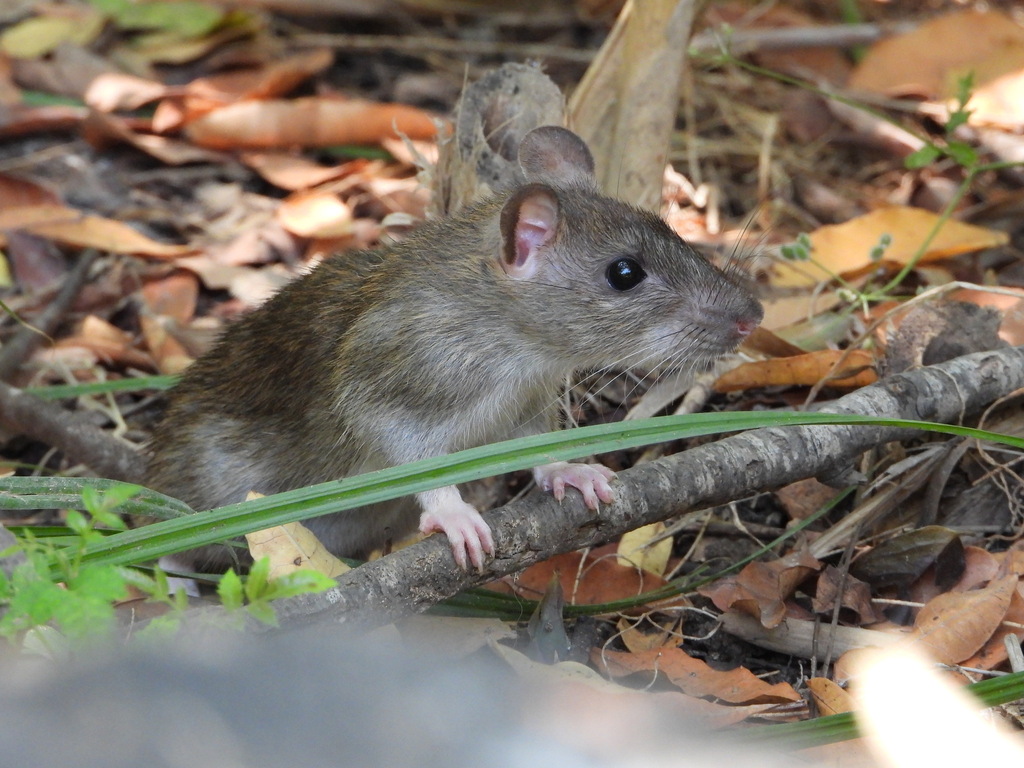 Brown Rat from תל אביב-יפו, ישראל on June 28, 2024 at 10:27 AM by Itay ...