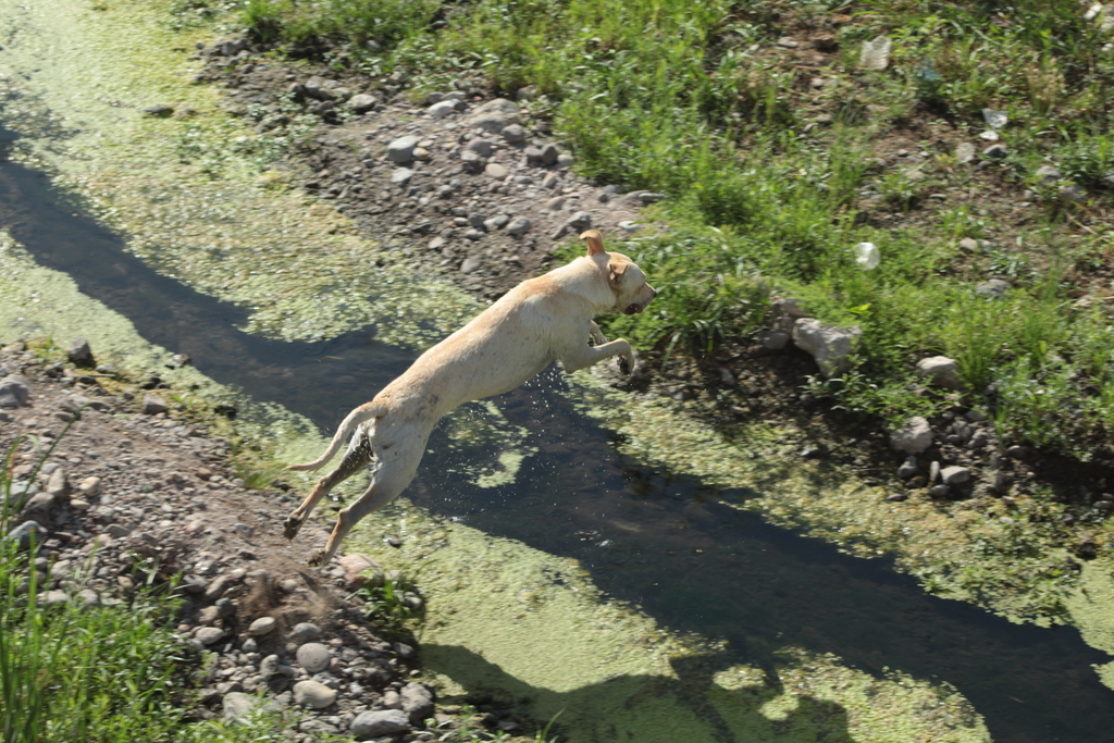 Domestic Dog from Meoqui, Chih., México on June 27, 2024 at 08:53 AM by ...