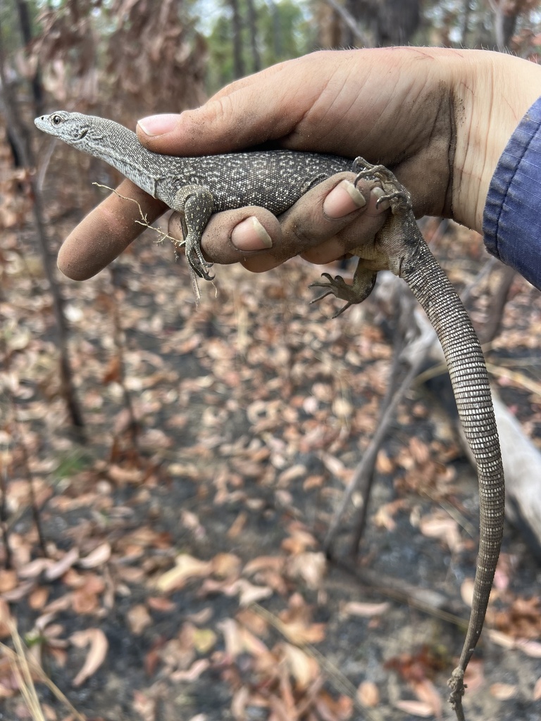 Banded/Spotted Tree Monitor Complex from Melville Island, Tiwi Islands ...