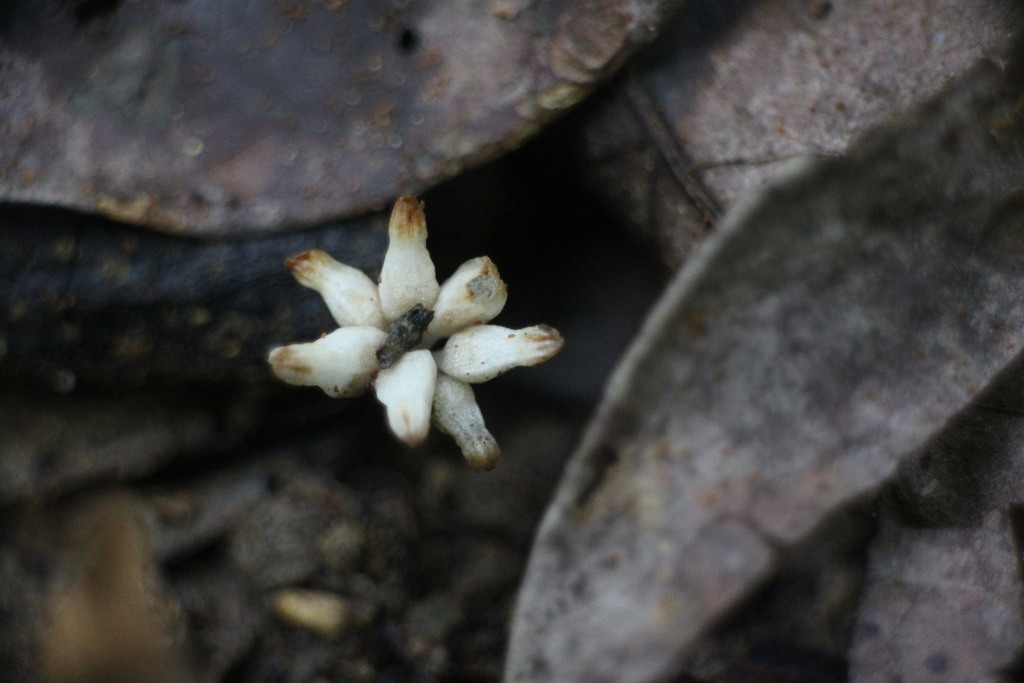 Campylosiphon championii in June 2024 by 羅元甫 · iNaturalist