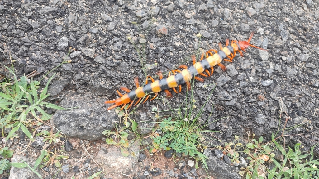Indian Tiger Centipede from Ponnachi, Karnataka 571444, India on June ...