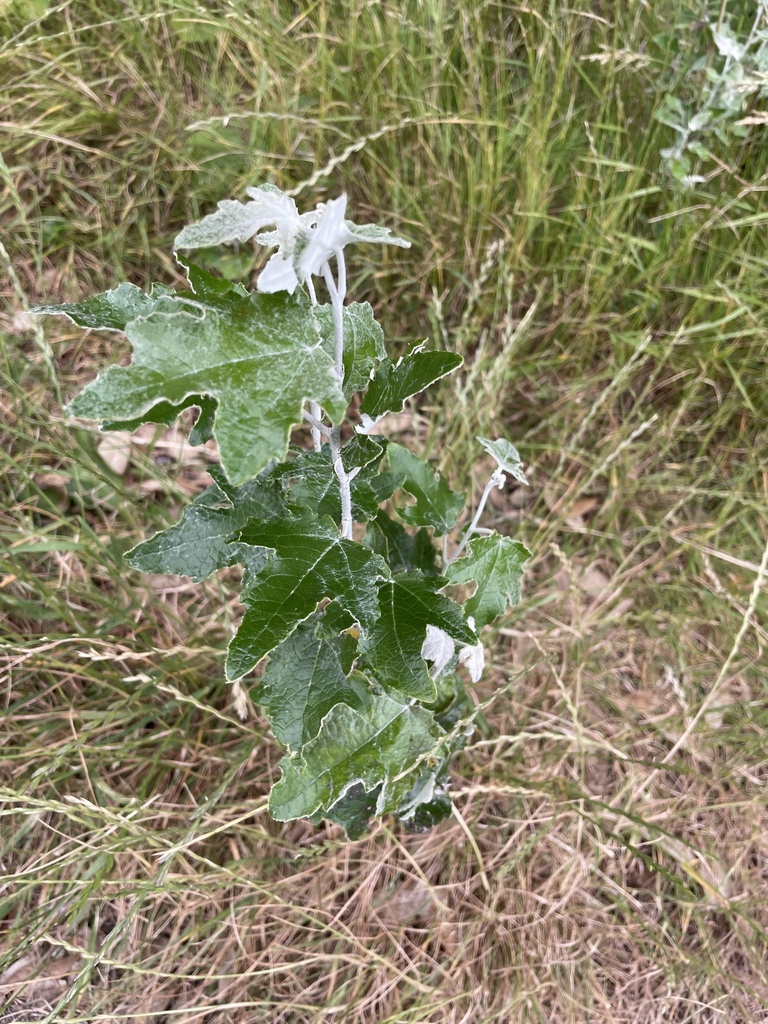 white poplar from Hangleton Road, Hove, England, GB on June 28, 2024 at ...