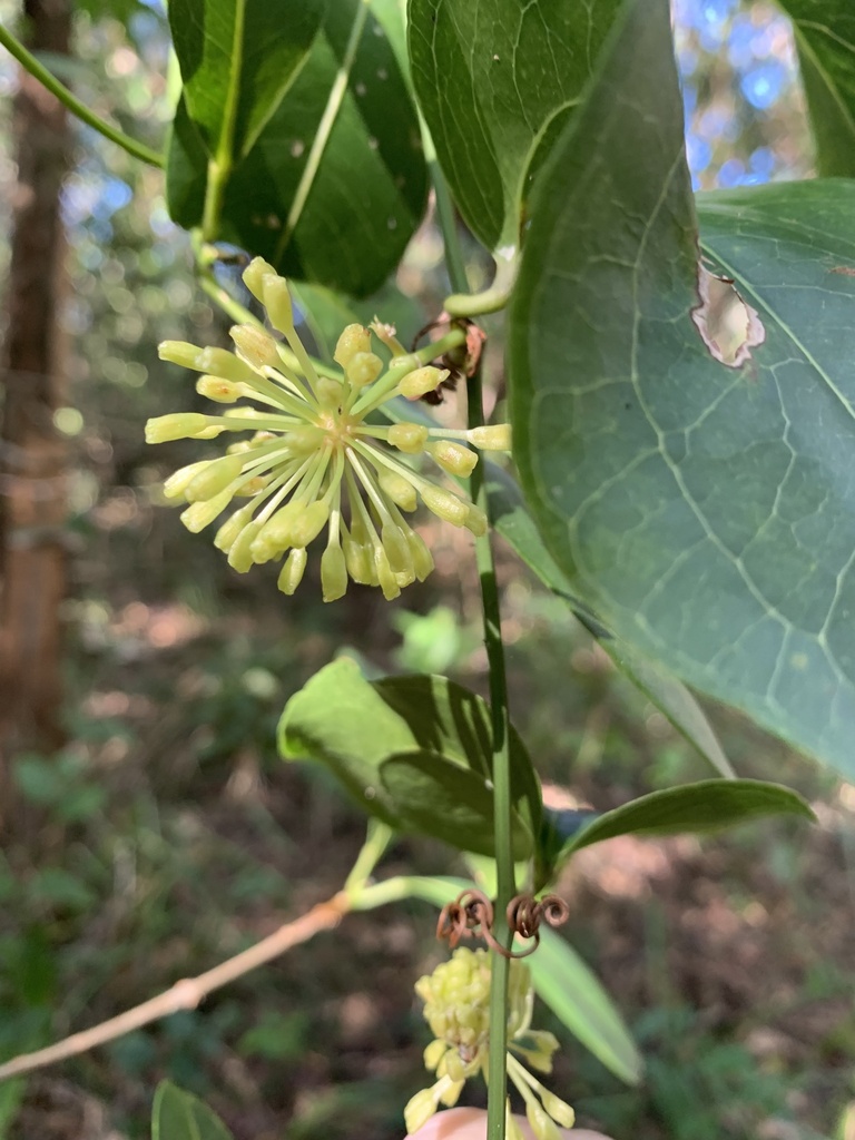 Austral Sarsaparilla from Bongil Bongil National Park, Bundagen, NSW ...