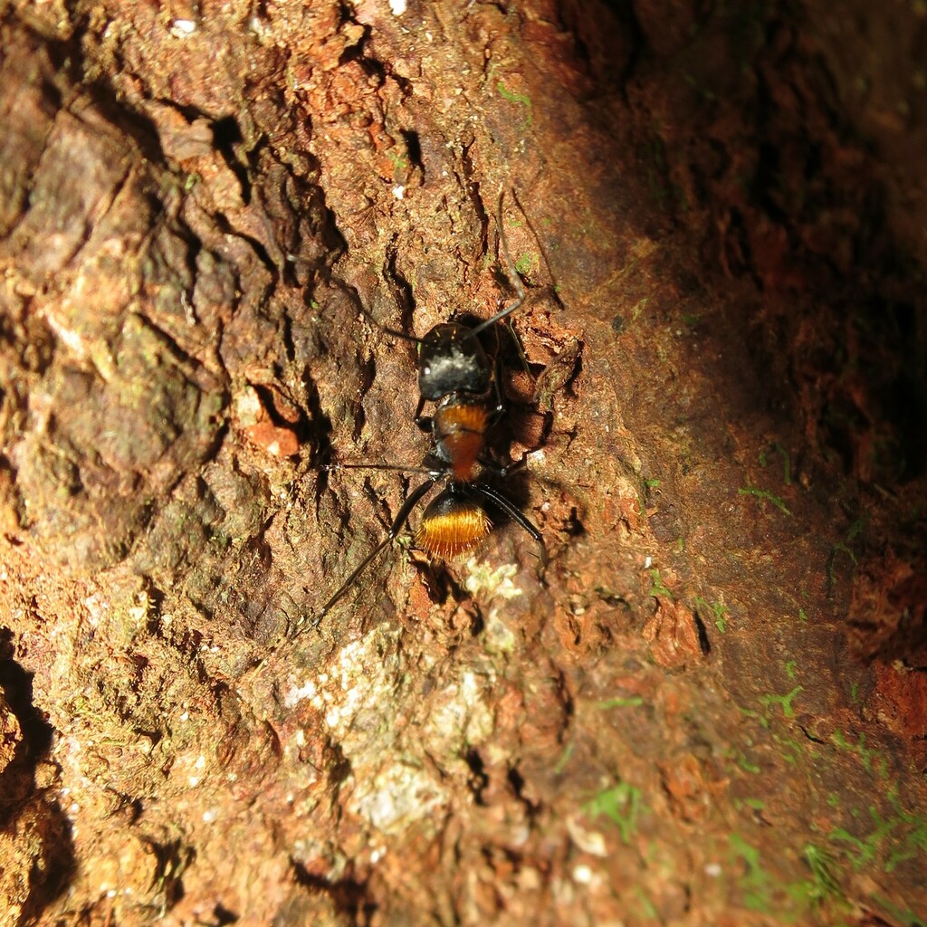 Punk Ant from Queensland, AU on December 3, 2023 at 10:43 AM by Rei ...