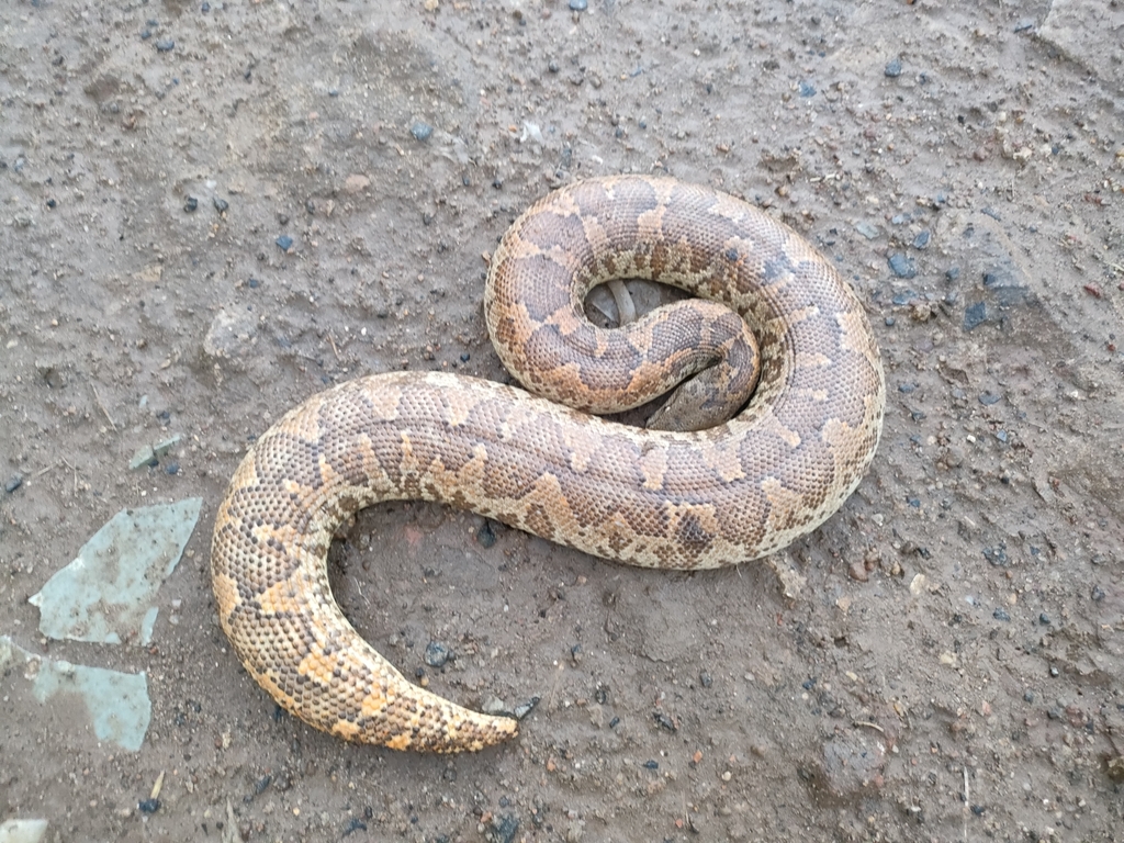 Rough-scaled Sand Boa in June 2024 by jay pandya · iNaturalist
