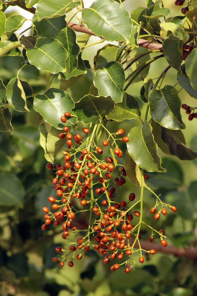 Black Poisonwood from Zona Hotelera, Cancún, Q.R., México on May 26 ...