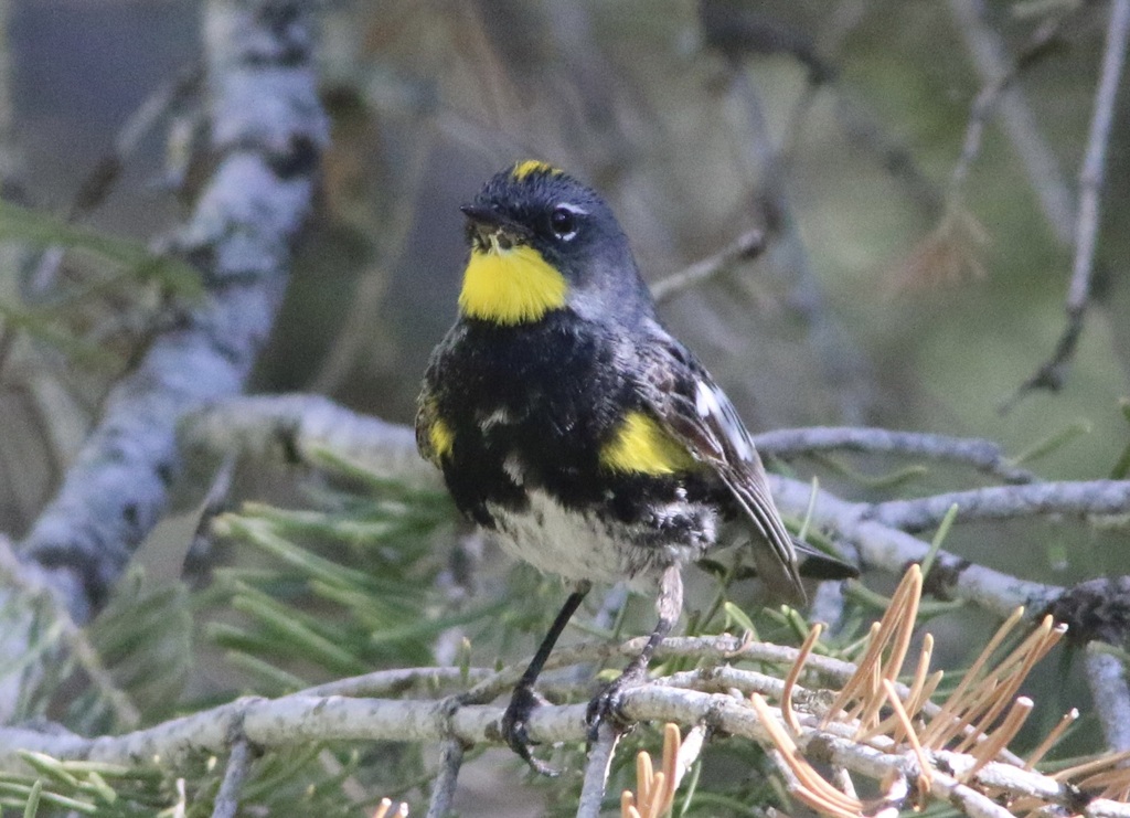 Audubon's Warbler from Sierra County, CA, USA on June 24, 2024 at 05:39 ...