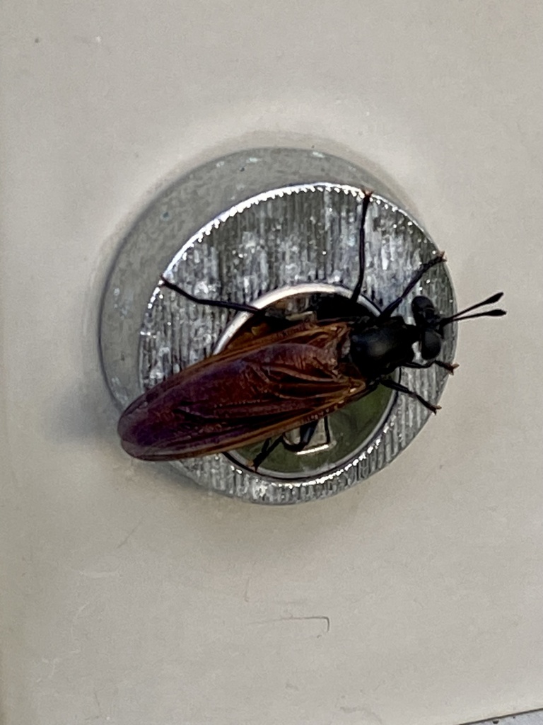 Mydas flies from Georgian Cir, Fort Myers, FL, US on June 27, 2024 at ...