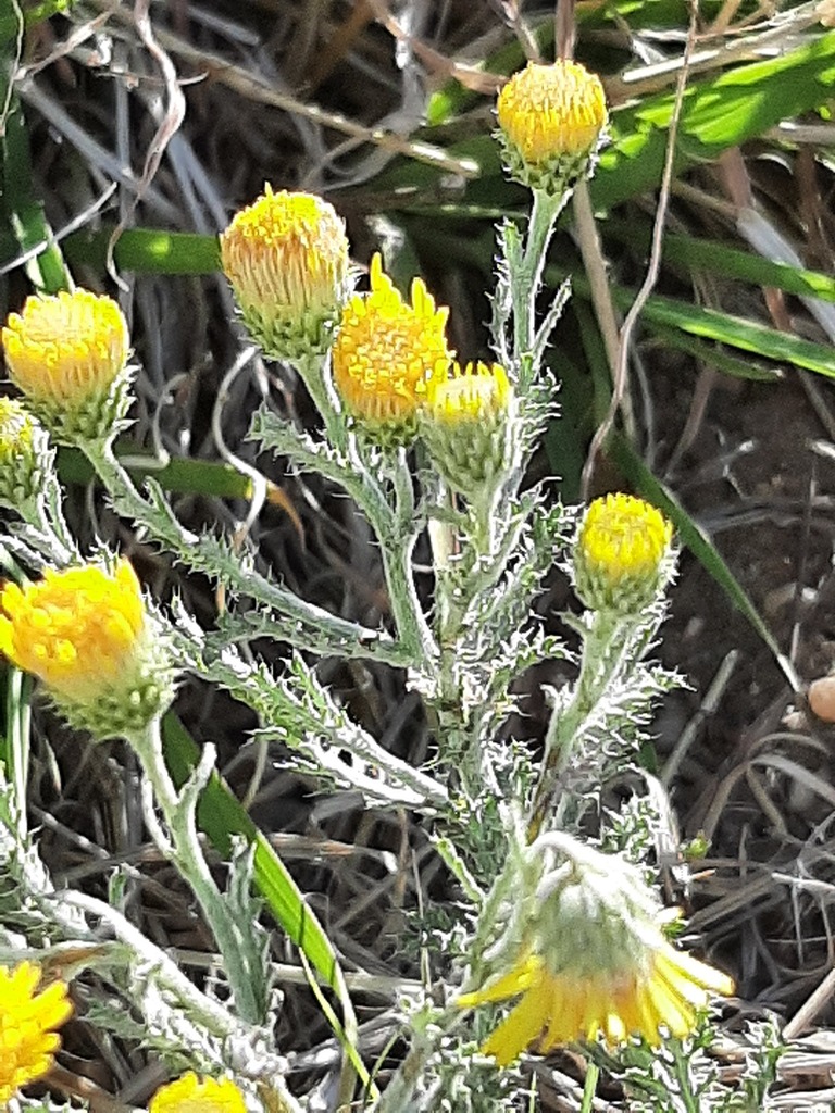 Spiny Goldenweed from Otero County, CO, USA on May 19, 2024 at 08:52 AM ...
