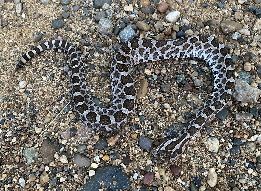 Eastern Massasauga in August 2021 by ajbowers13. This massasauga was ...