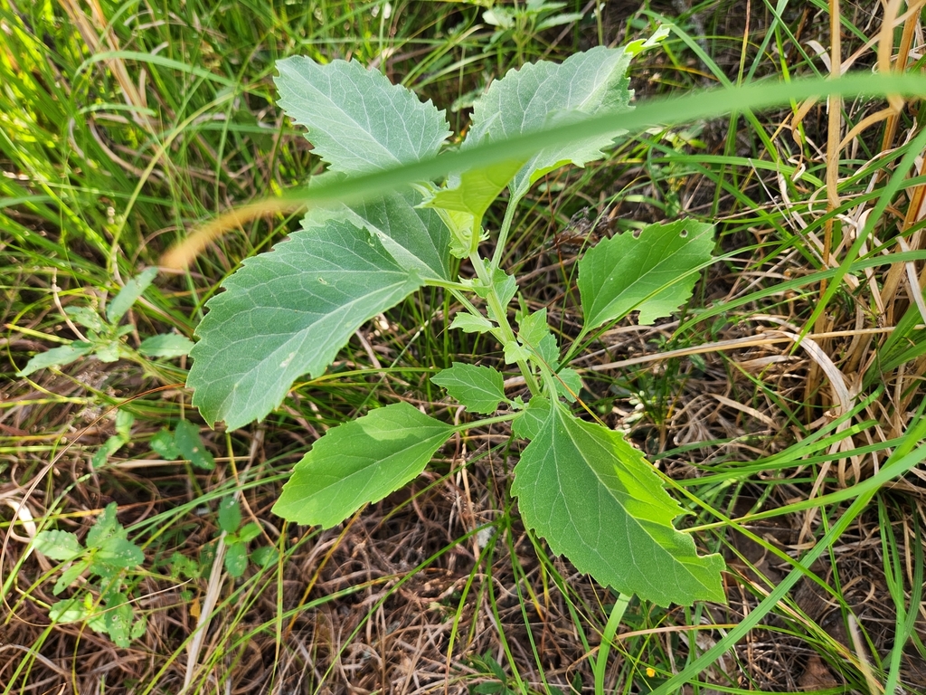 cowpen daisy in June 2024 by Angelique Todd · iNaturalist