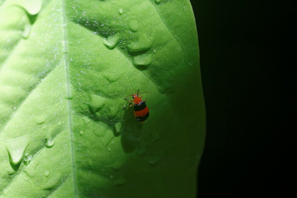 Aulacophora from Tully Gorge National Park, Kooroomool QLD 4854 ...