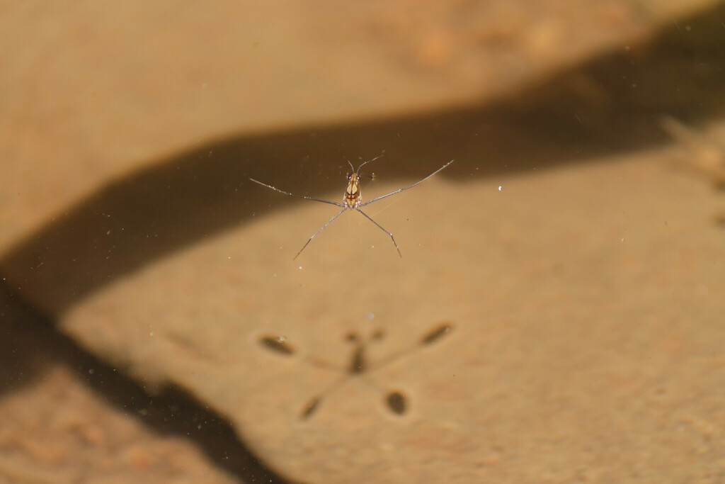 Limnometra from Tully Gorge National Park, Kooroomool QLD 4854 ...