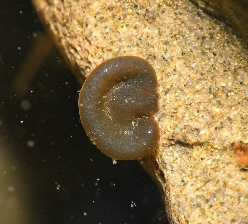 Cricotopus nostocicola from Humboldt County, CA, USA on June 25, 2024 ...