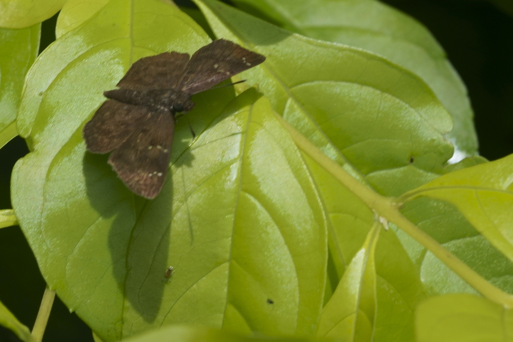 Common Small Flat in June 2024 by swanand kesari · iNaturalist