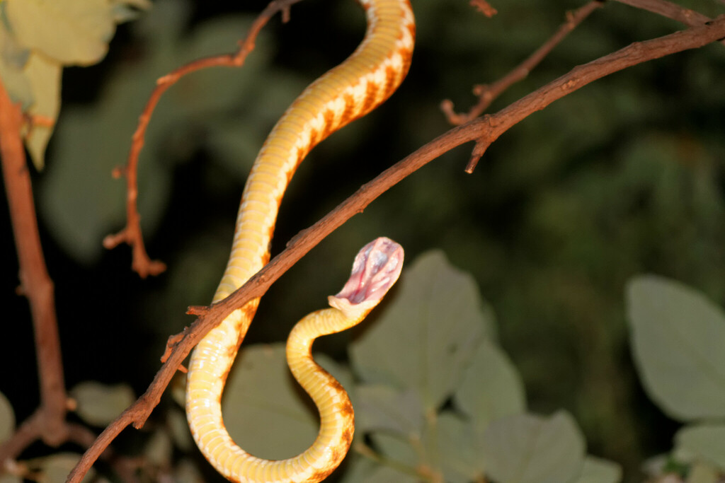 Brown Tree Snake from Mount Surprise QLD 4871, Australia on March 22 ...