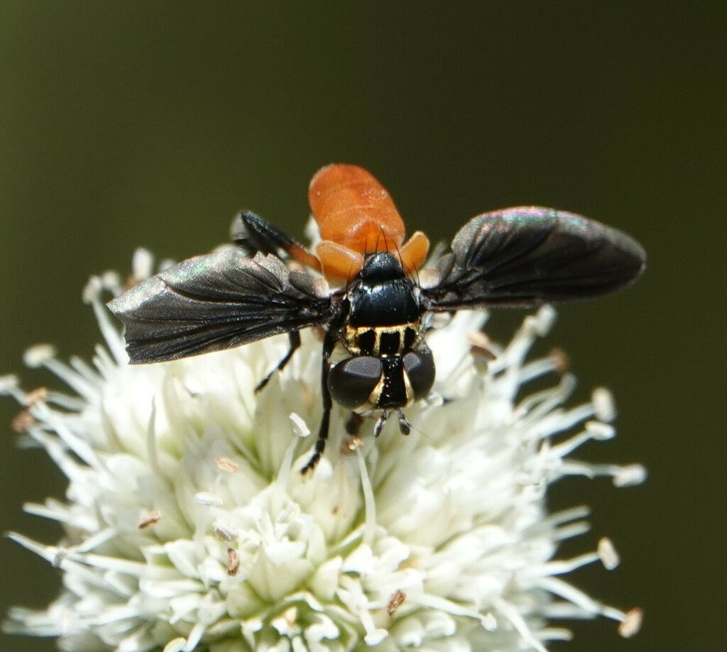Swift Feather-legged Fly from Sumter County, FL, USA on June 26, 2024 ...