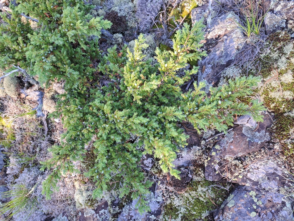 common juniper from St. Joseph, ON P0R, Canada on June 27, 2024 at 09: ...
