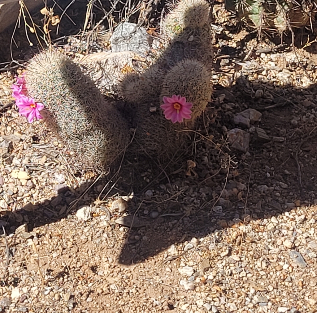 Graham's nipple cactus from Tucson, AZ 85730, USA on June 28, 2024 at ...