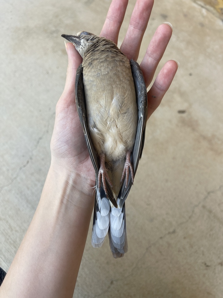 Mourning Dove from W Gate Plaza, Grapevine, TX, US on June 28, 2024 at ...