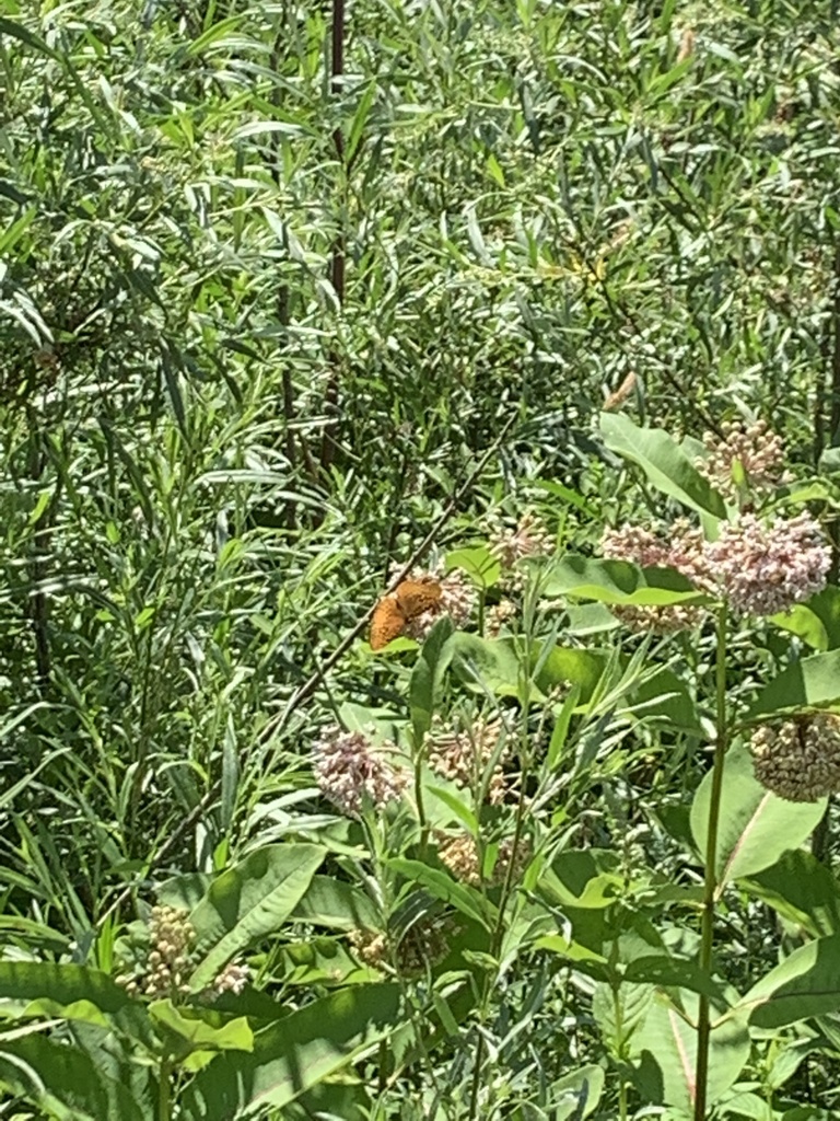 Great Spangled Fritillary from Raccoon Creek State Park Trails, Clinton ...