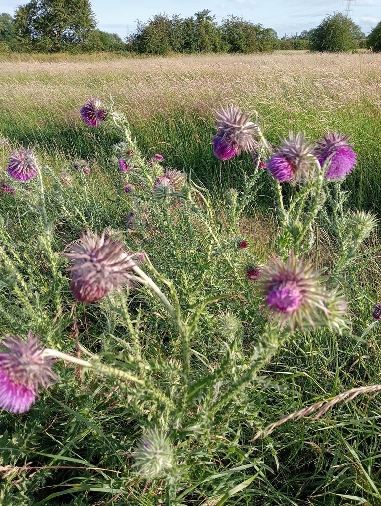 musk thistle from York YO30 1XW, UK on June 28, 2024 at 07:20 PM by ...