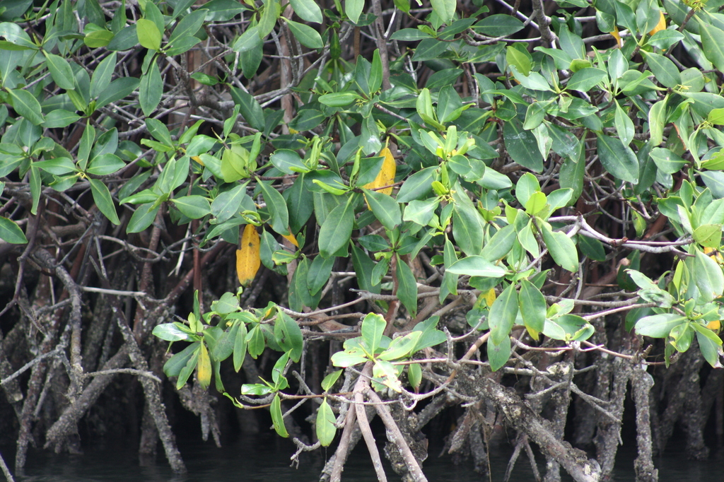 Mangle colorado desde Ahome, Sin., México el 26 de junio de 2024 a las 11:43 AM de Karla Hijar ...