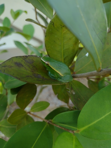 Linhares Hatchet-faced Tree Frog (Sphaenorhynchus palustris ...