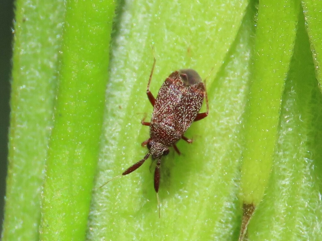 Atractotomus from Magog, QC, Canada on June 28, 2024 at 03:08 PM by Chantal Rosa. 3-4mm // On ...