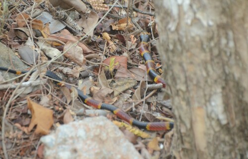 Variable Coralsnake (Micrurus diastema) - Snakes and Lizards