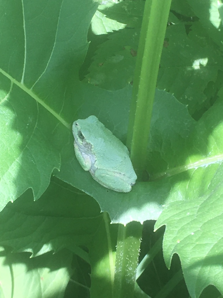 Cope's Gray Treefrog from Marlboro Cir, Hurstbourne, KY, US on June 28 ...