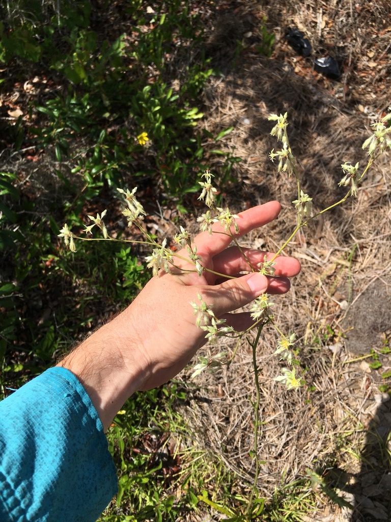 Scrub Buckwheat in June 2024 by Sterling Herron. Disturbed roadside ...