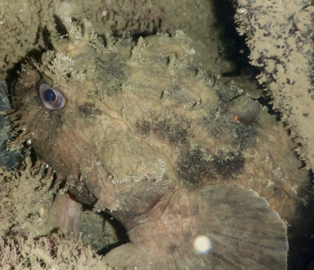 Sculptured Frogfish from Coffs Harbour, Coffs Harbour, NSW, AU on June ...